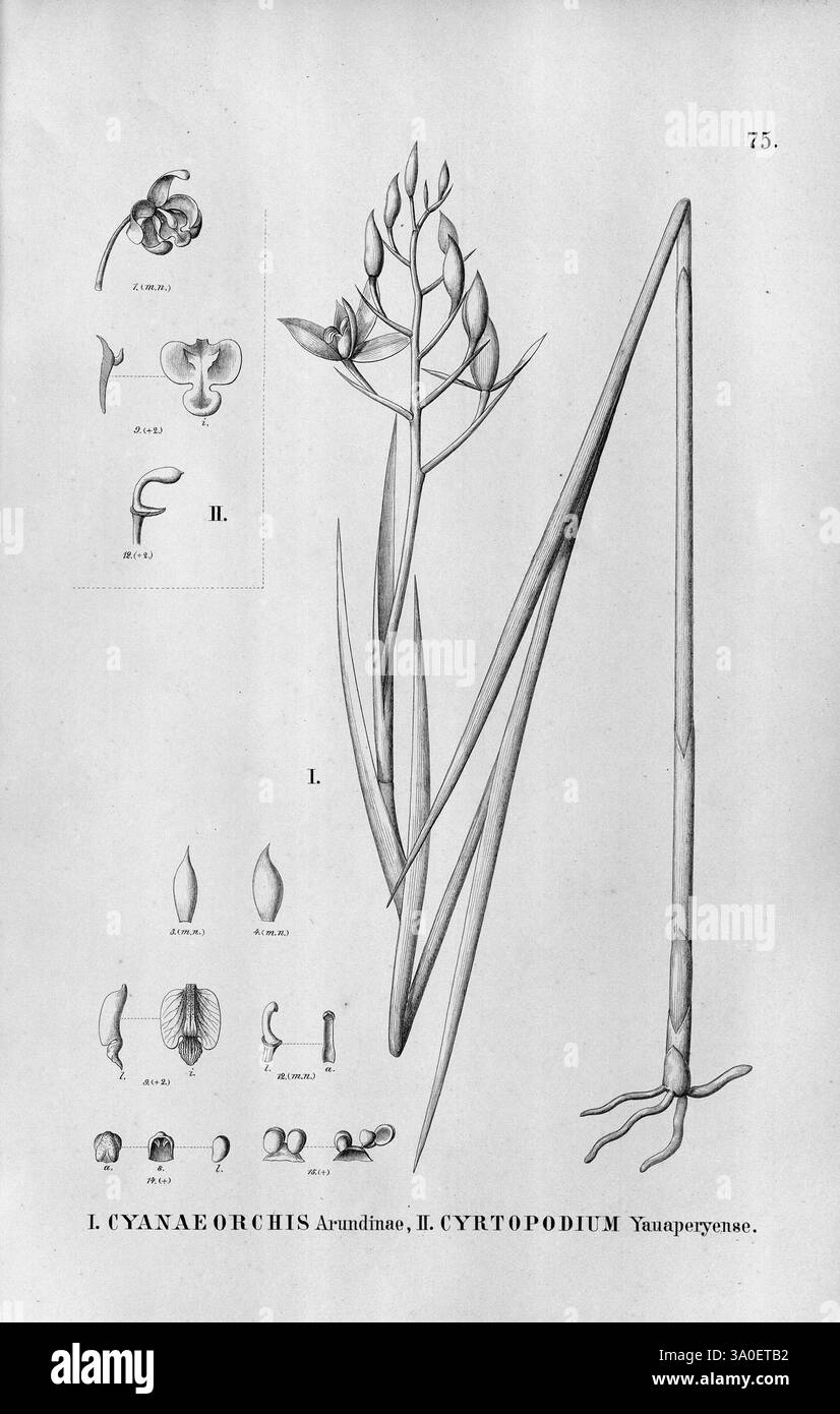 Highlight various morphological features hi-res stock photography and ...