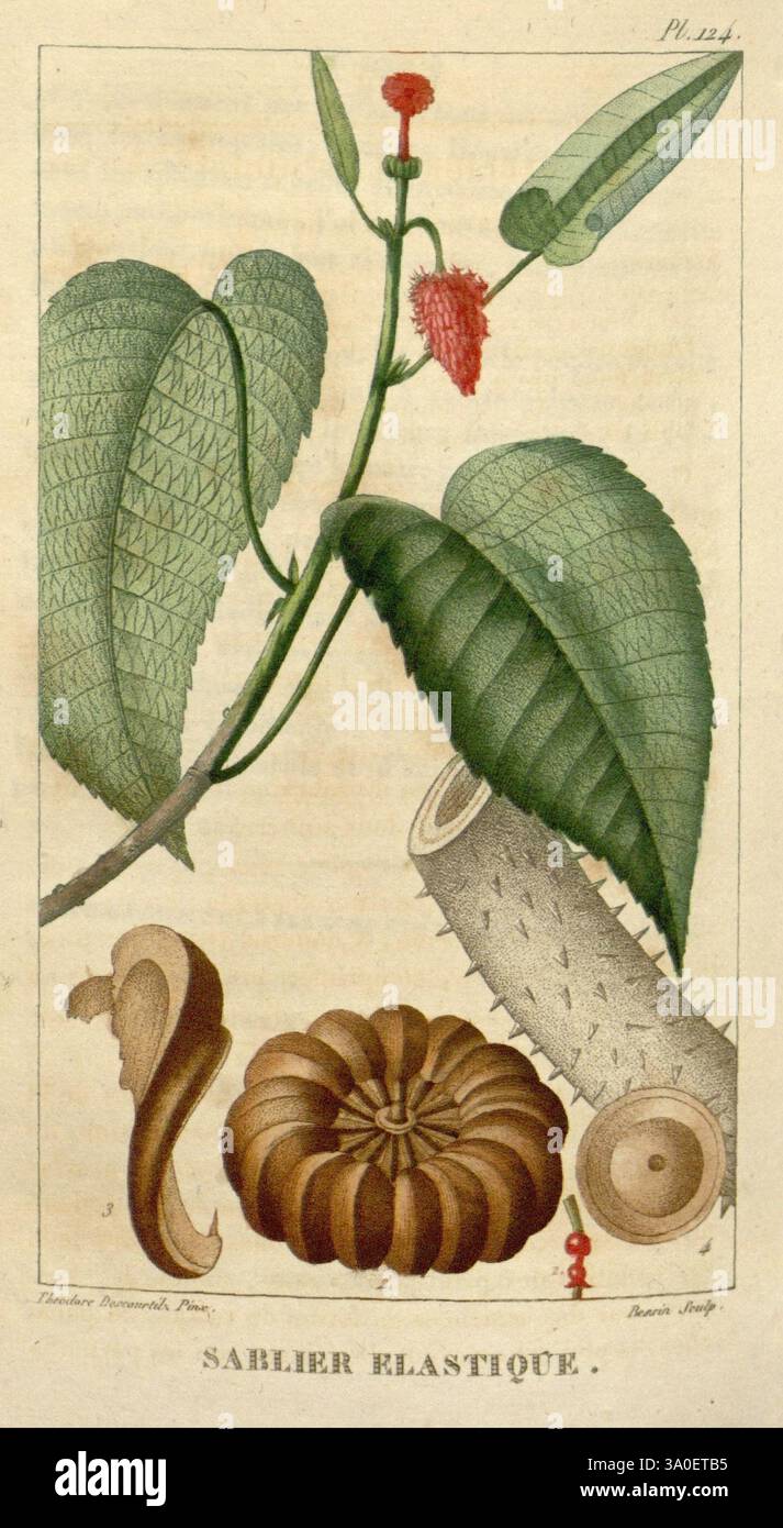 Flore médicale des Antilles, ou, Traité des plantes usuelles, Paris ...