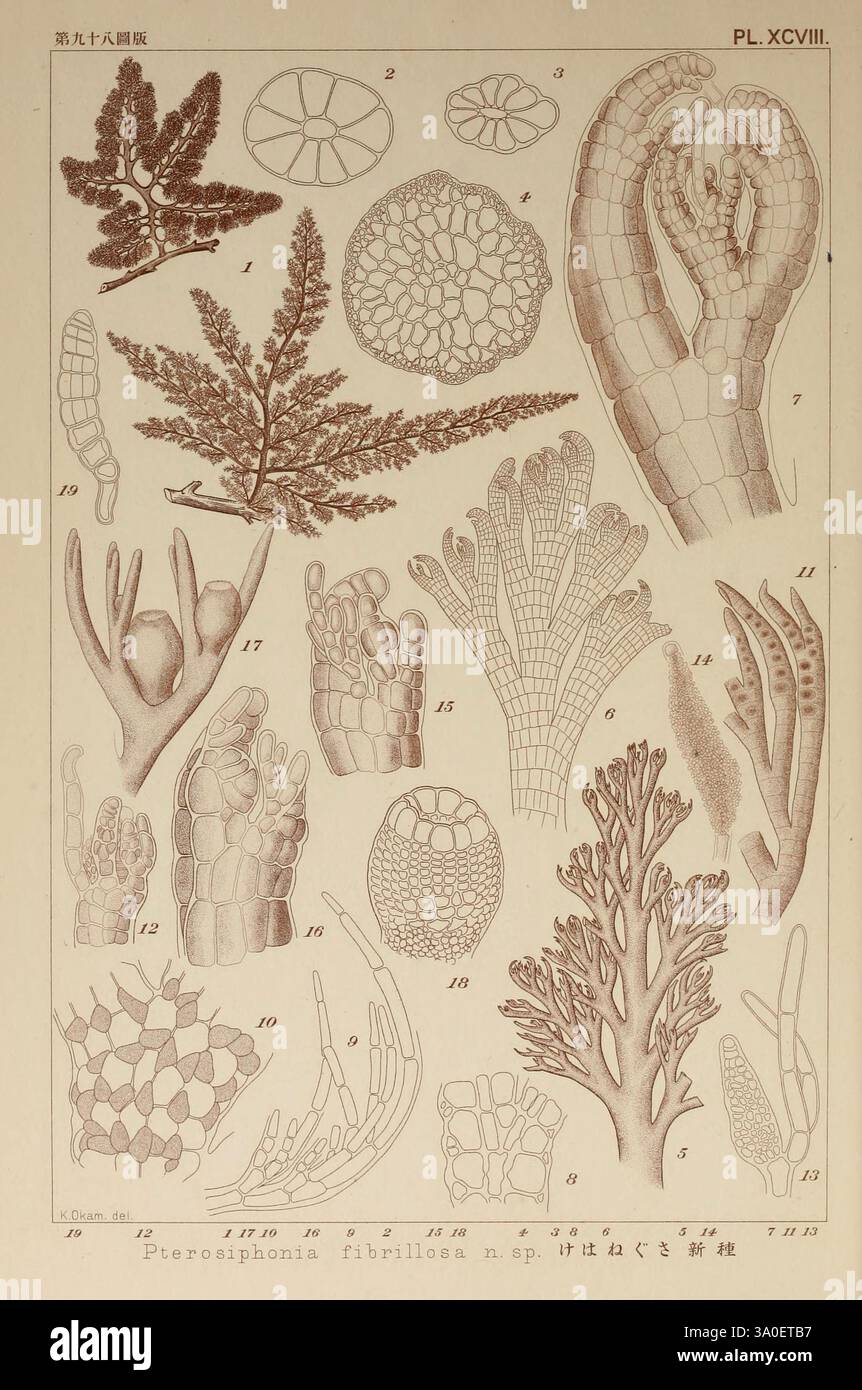 Icones of Japanese algae, v.2, Tokyo, Kazamashobo 1907-1942, algae ...