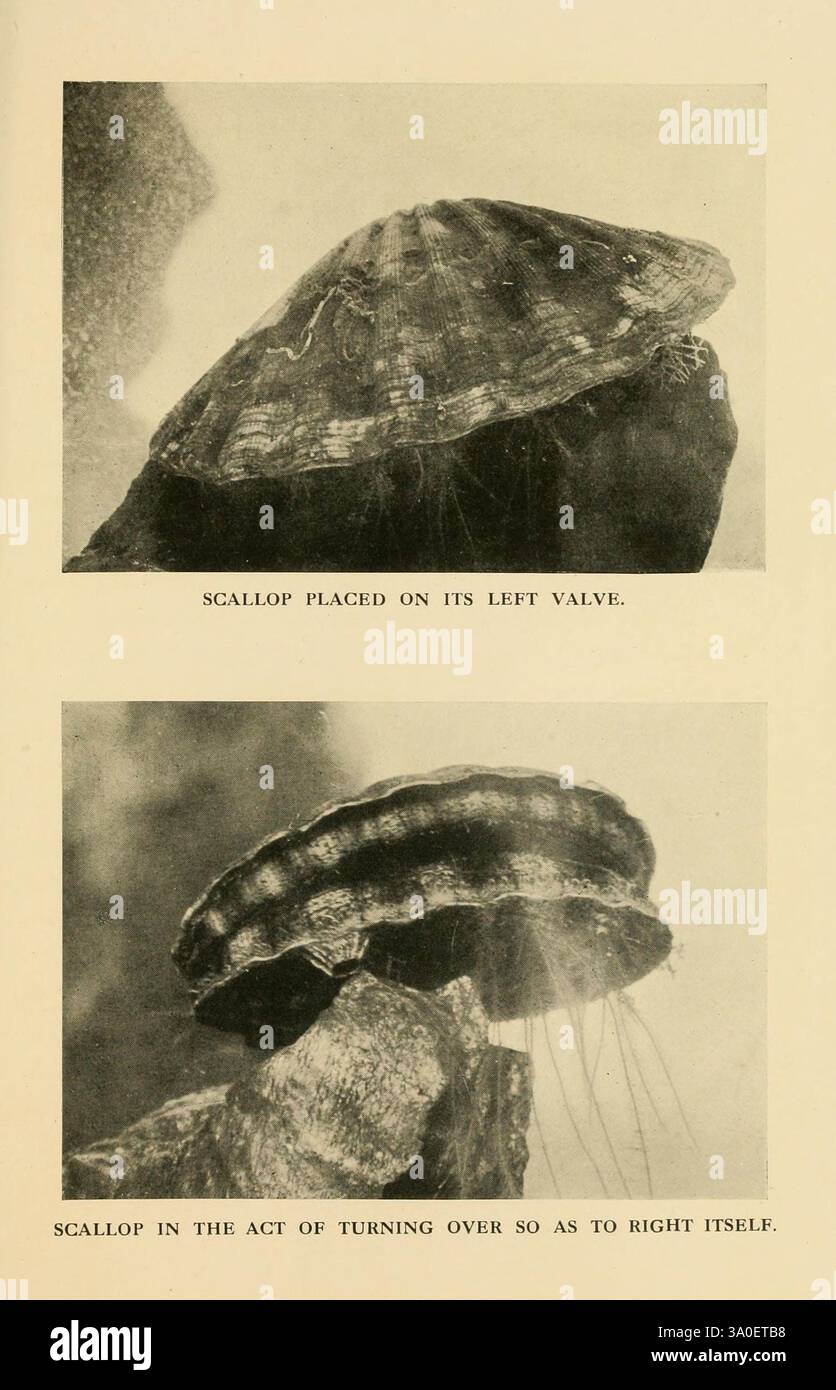 Scallops unique anatomy hi-res stock photography and images - Alamy