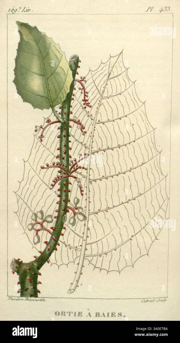 Flore médicale des Antilles, ou, Traité des plantes usuelles, Paris ...