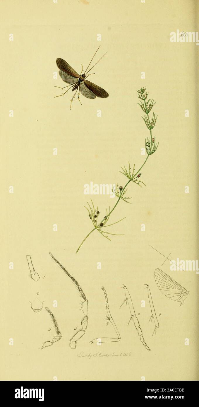 Intersection of entomology hi-res stock photography and images - Alamy