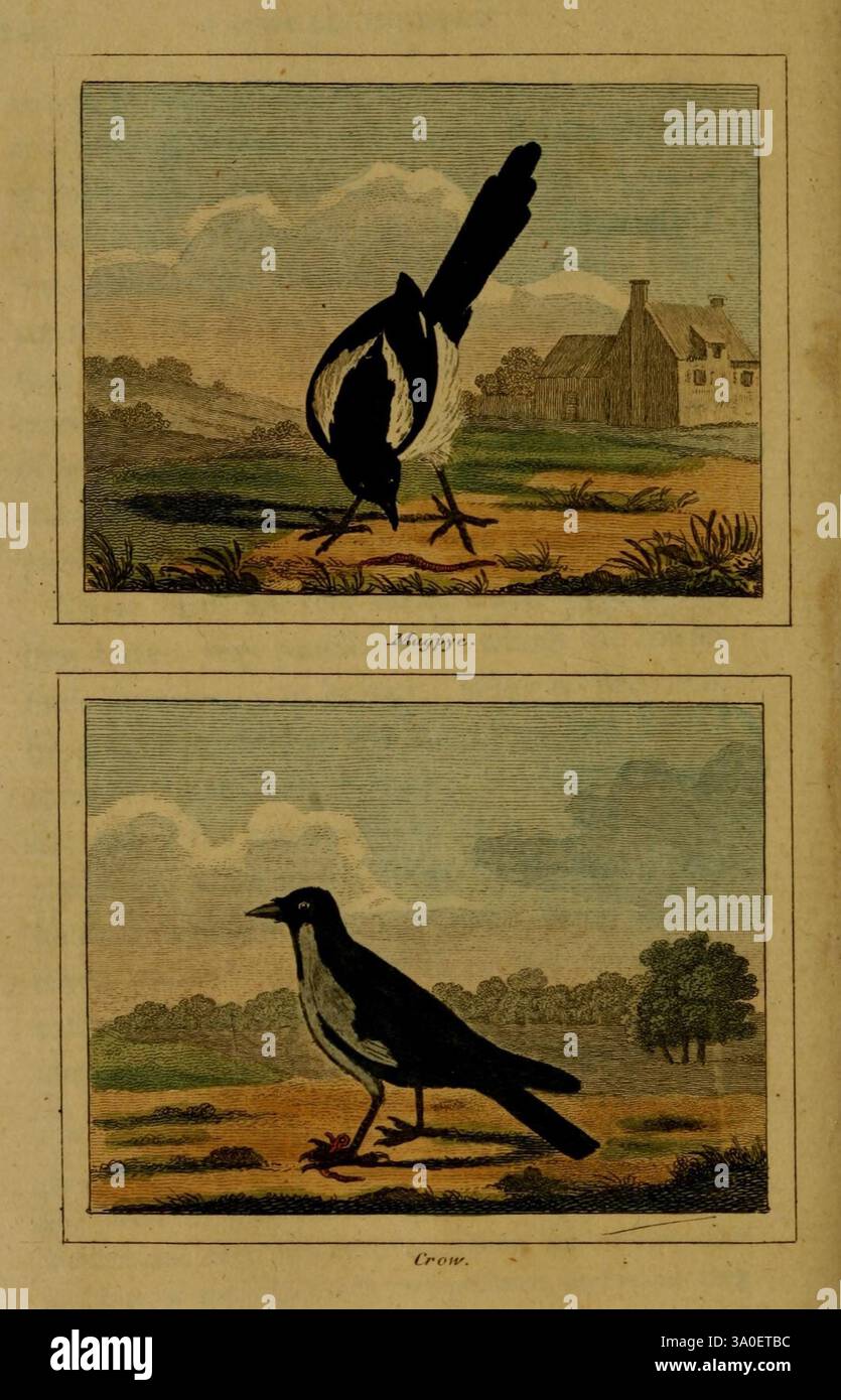 Scene features two illustrated depictions of birds hi-res stock ...