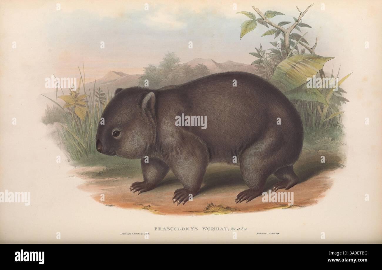 The mammals of Australia, published by the author 1863. Australia ...