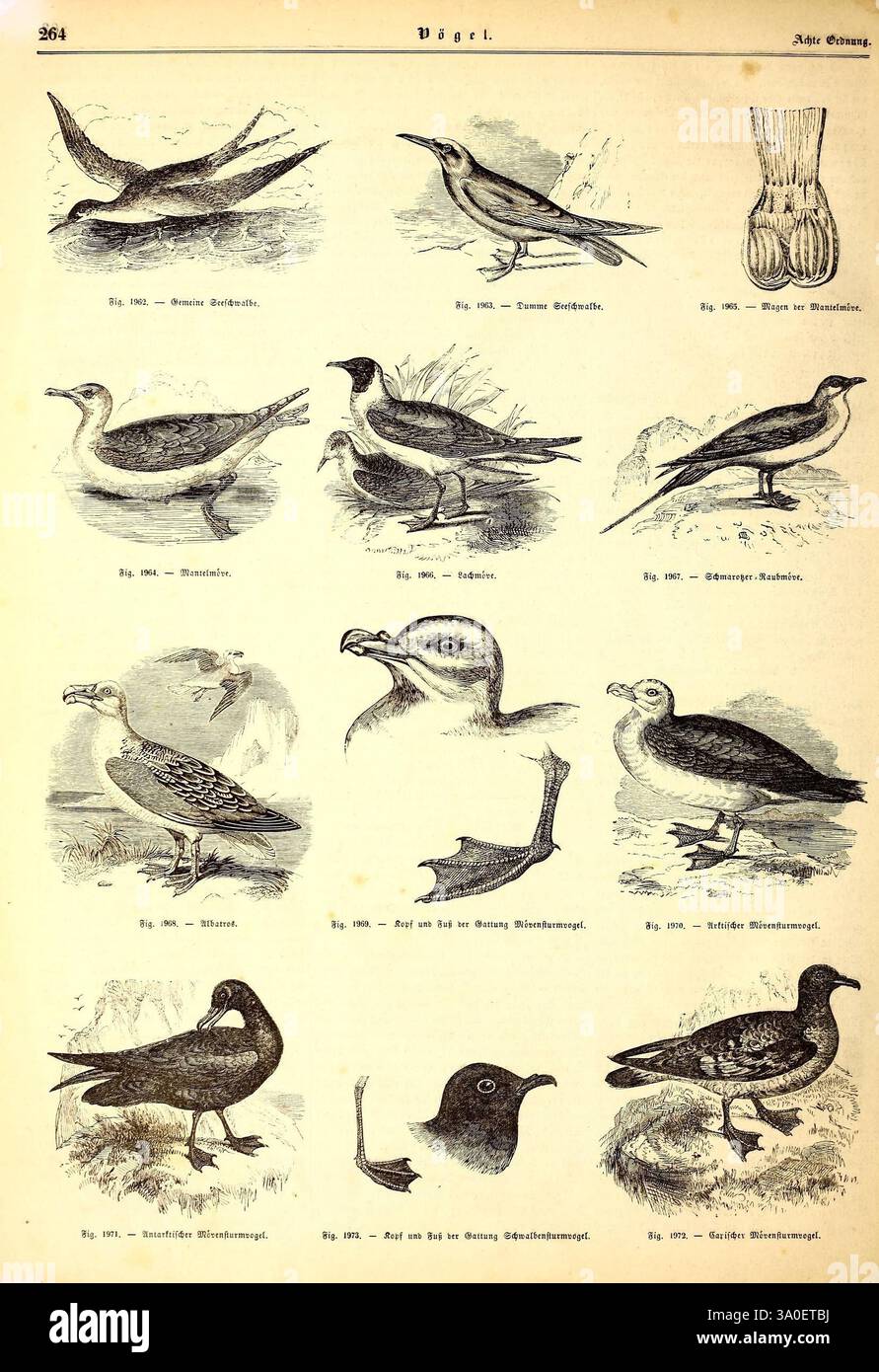 Weber 1848 birds amphibians reptiles zoology hi-res stock photography ...