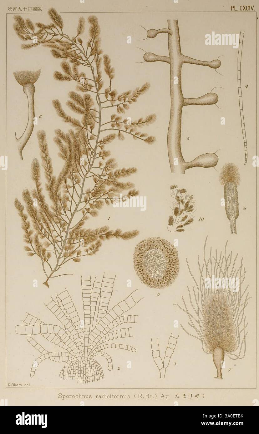 Icones of japanese algae tokyo kazamashobo 1907 1942 japan algae hi-res ...