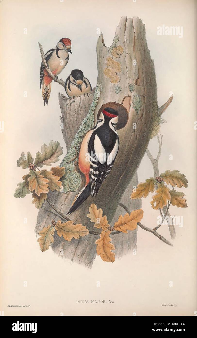 The birds of Great Britain, London, 1873, birds, Great Britain ...