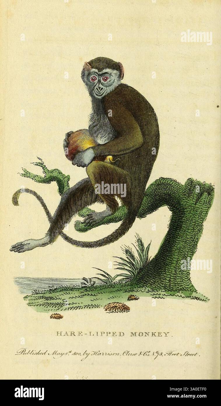 Hairy lipped monkey hi-res stock photography and images - Alamy