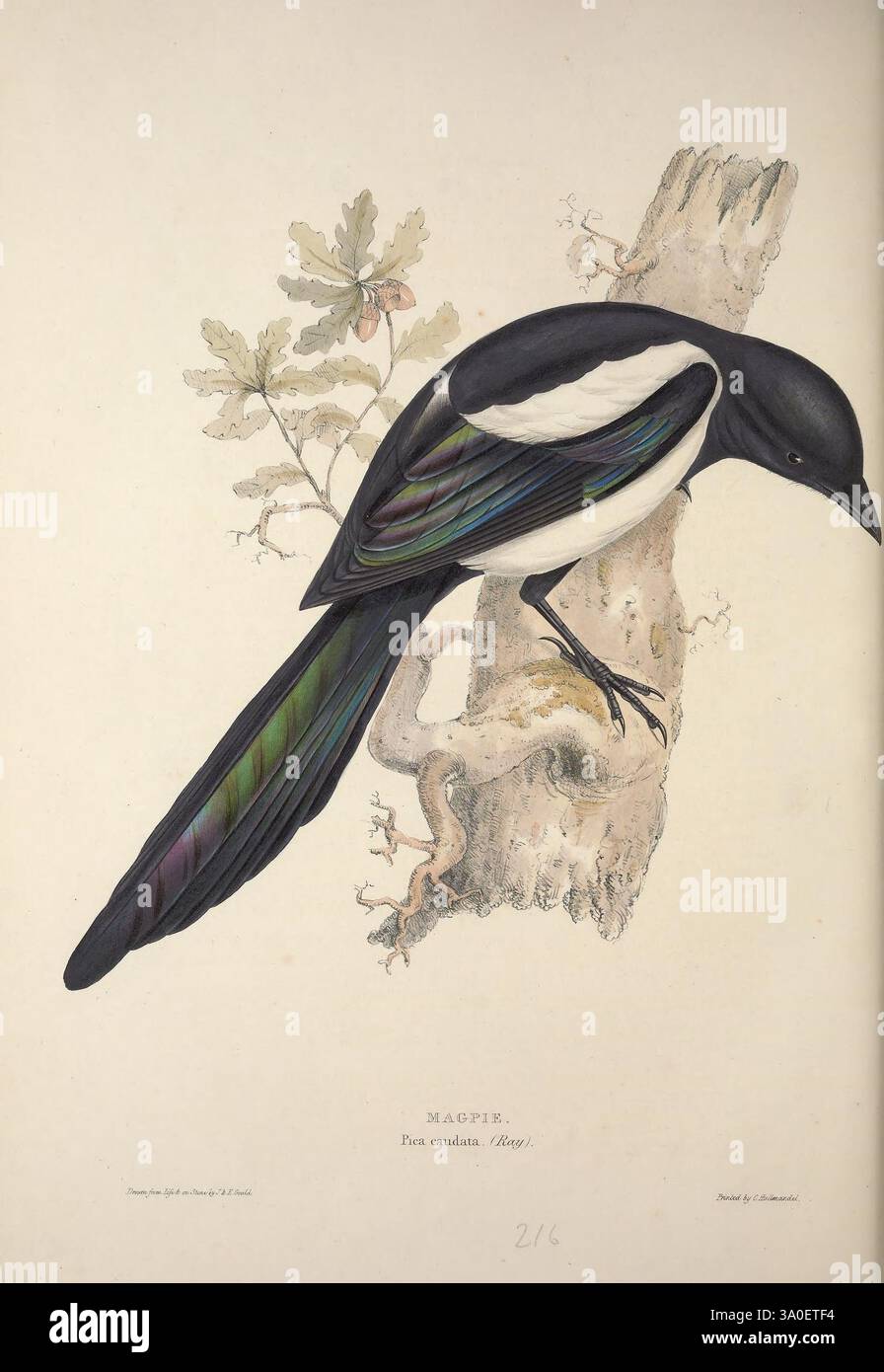 The birds of Europe, London, 1837, birds, Europe, pictorial works ...