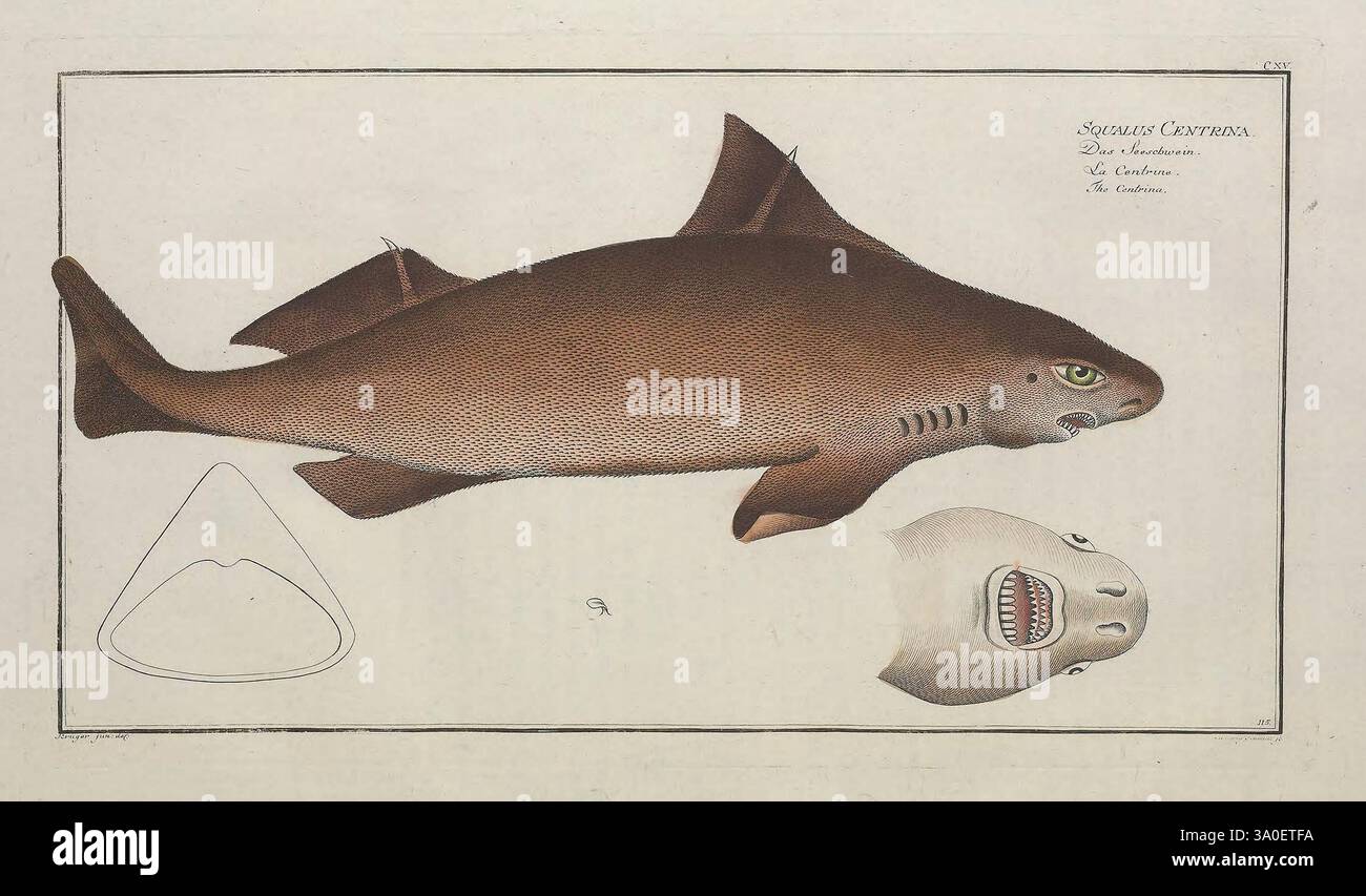 Scyllium catastrophum hi-res stock photography and images - Alamy