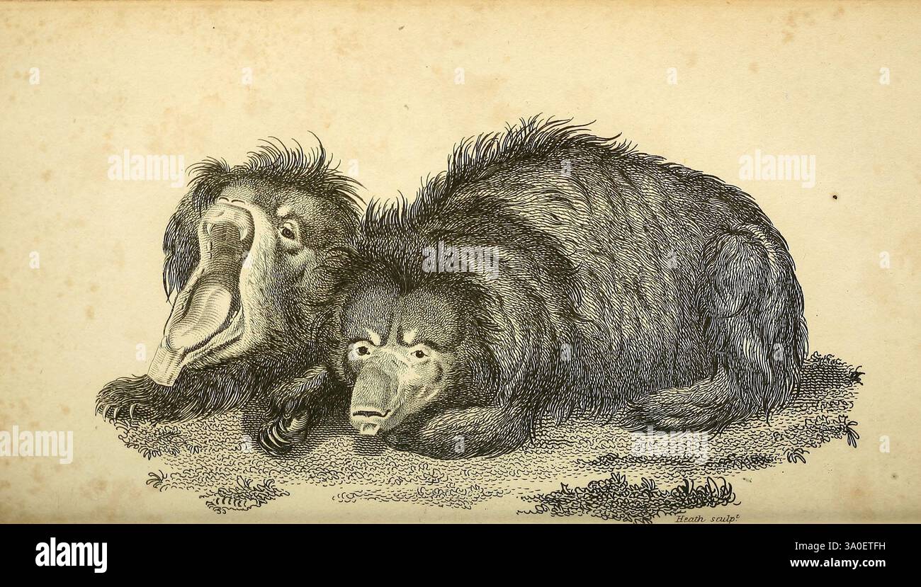 General, zoology, or Systematic, natural, history, London, Printed, for ...