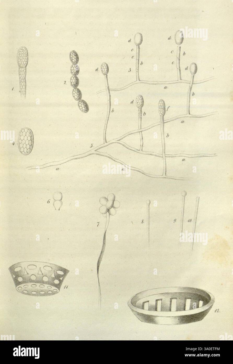 Various stages of botanical reproduction hi-res stock photography and ...