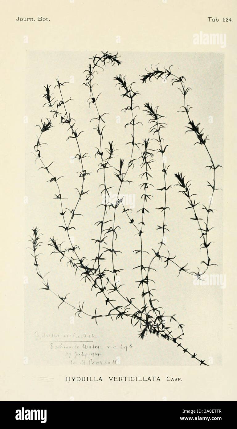 Aquatic plant hydrilla verticillata hi-res stock photography and images ...