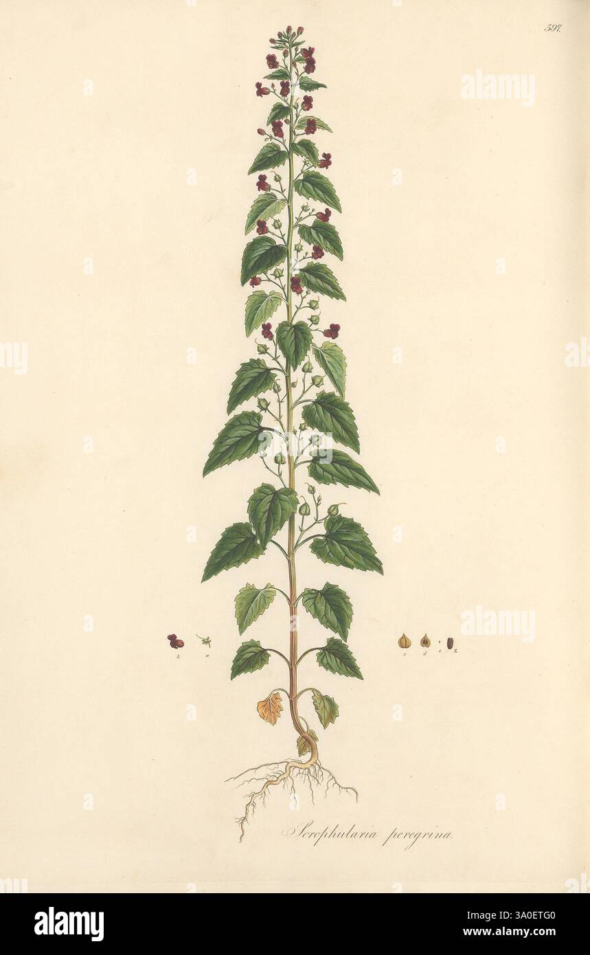 Flora Graeca, sive, Plantarum rariorum historia, quas in provinciis aut ...