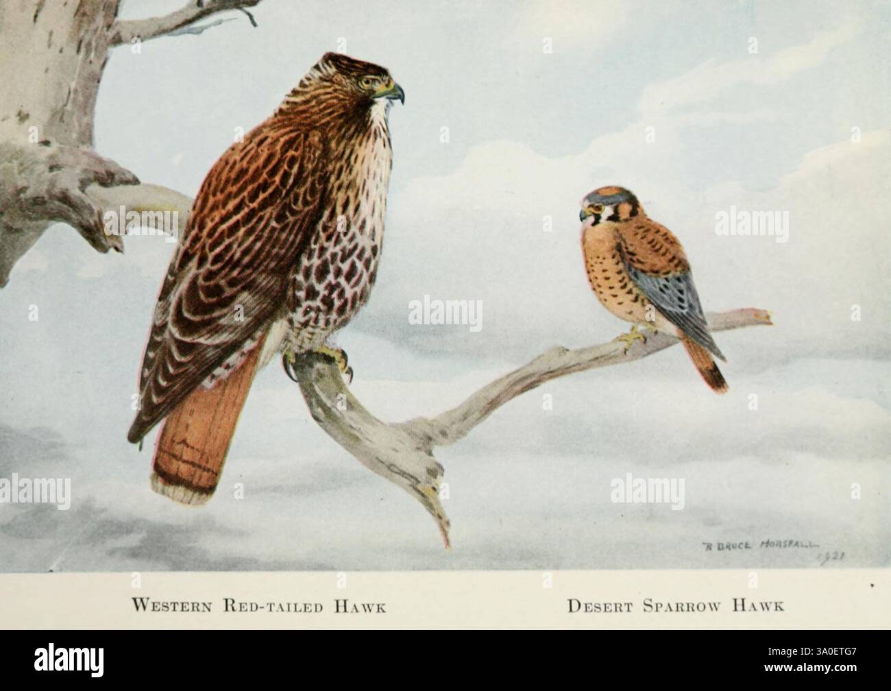 Illustration features two distinct hawk species hi-res stock ...