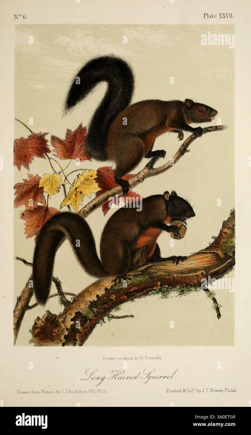 Squirrels exhibit hi-res stock photography and images - Alamy