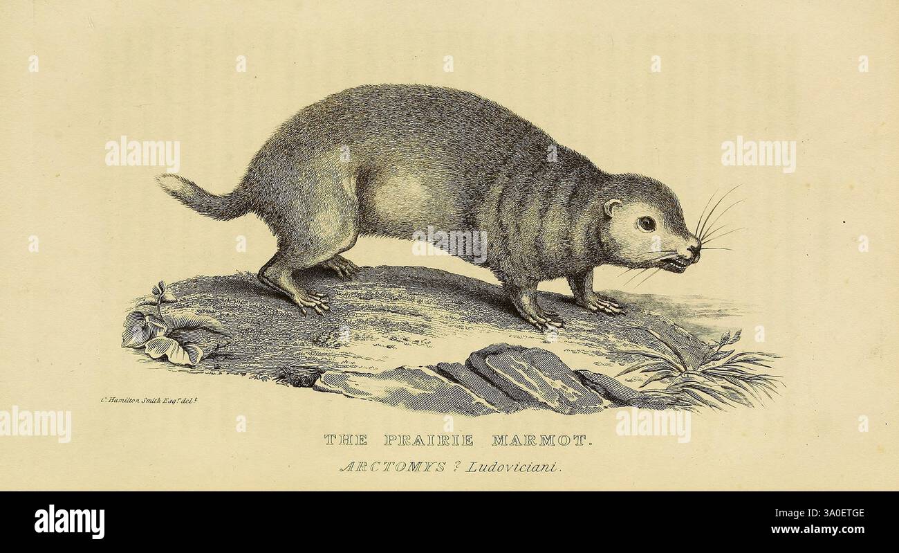 The class Mammalia, London, Printed for Geo. B. Whittaker, 1827 ...