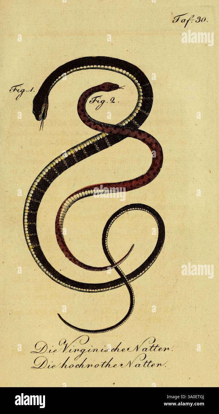 Illustration depicts two types of snakes hi-res stock photography and ...