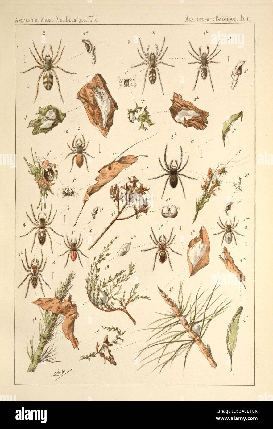 Les Arachnides de Belgique, ptie 1, plates 1 Bruxelles, F. Hayez, 1882 ...