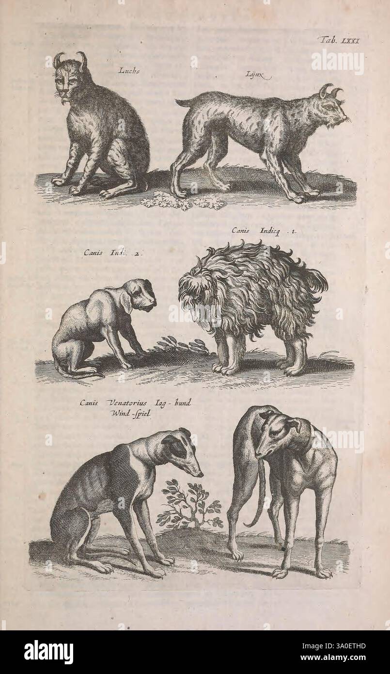 Historiae naturalis de quadrupedibus libri, Amstelodami, Apud Ioannem ...