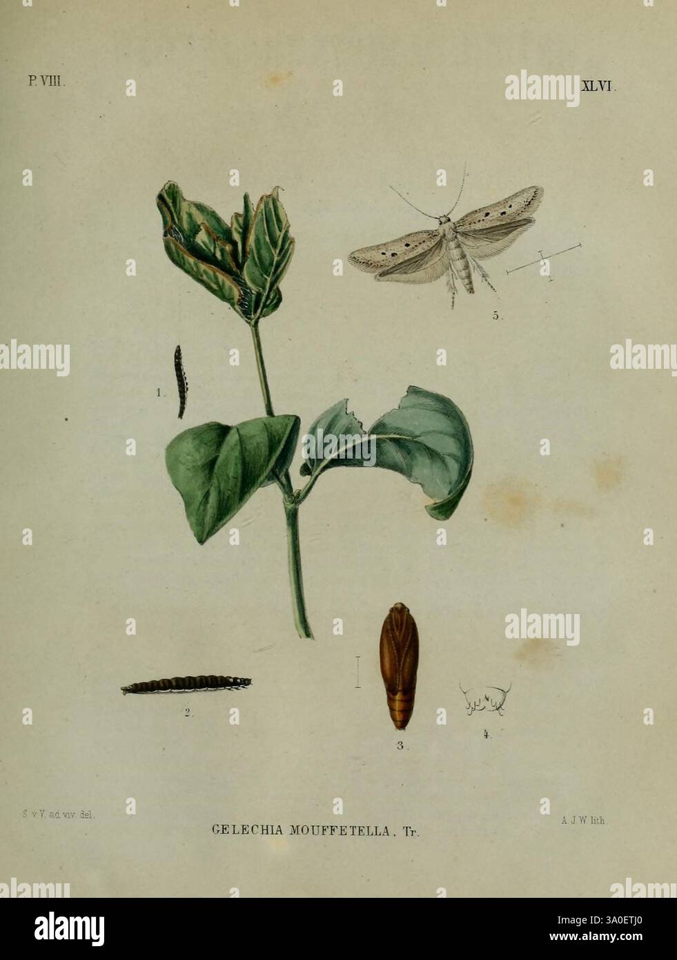 Beschouwing der wonderen Gods, Amsterdam, J.C. Sepp, 1762-1860 ...