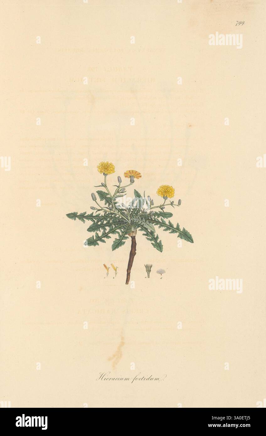 Flora Graeca, sive, Plantarum rariorum historia, quas in provinciis aut ...