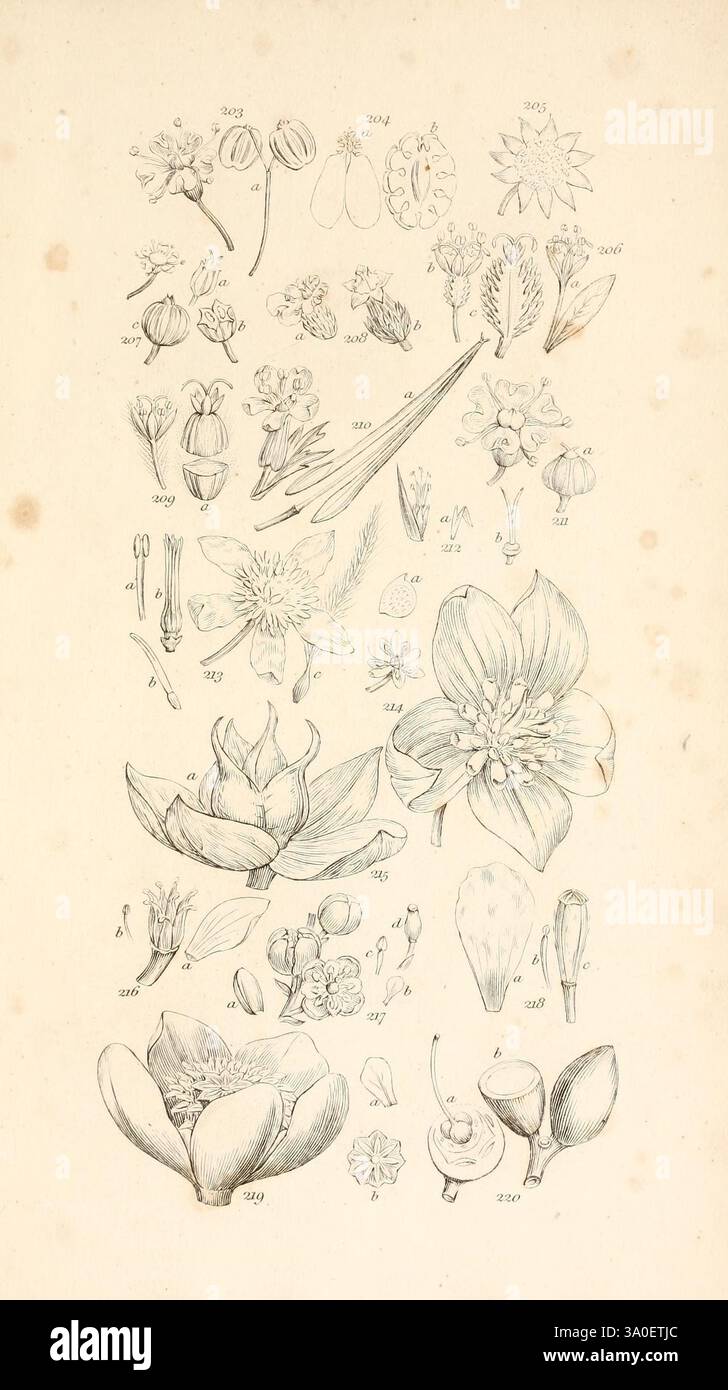 A grammar of botany, London, Longman, Rees, Orme, Brown, and Green ...