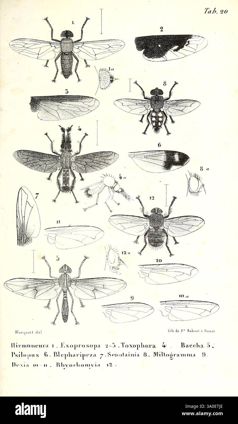 Detailed scientific study of various fly species hi-res stock ...