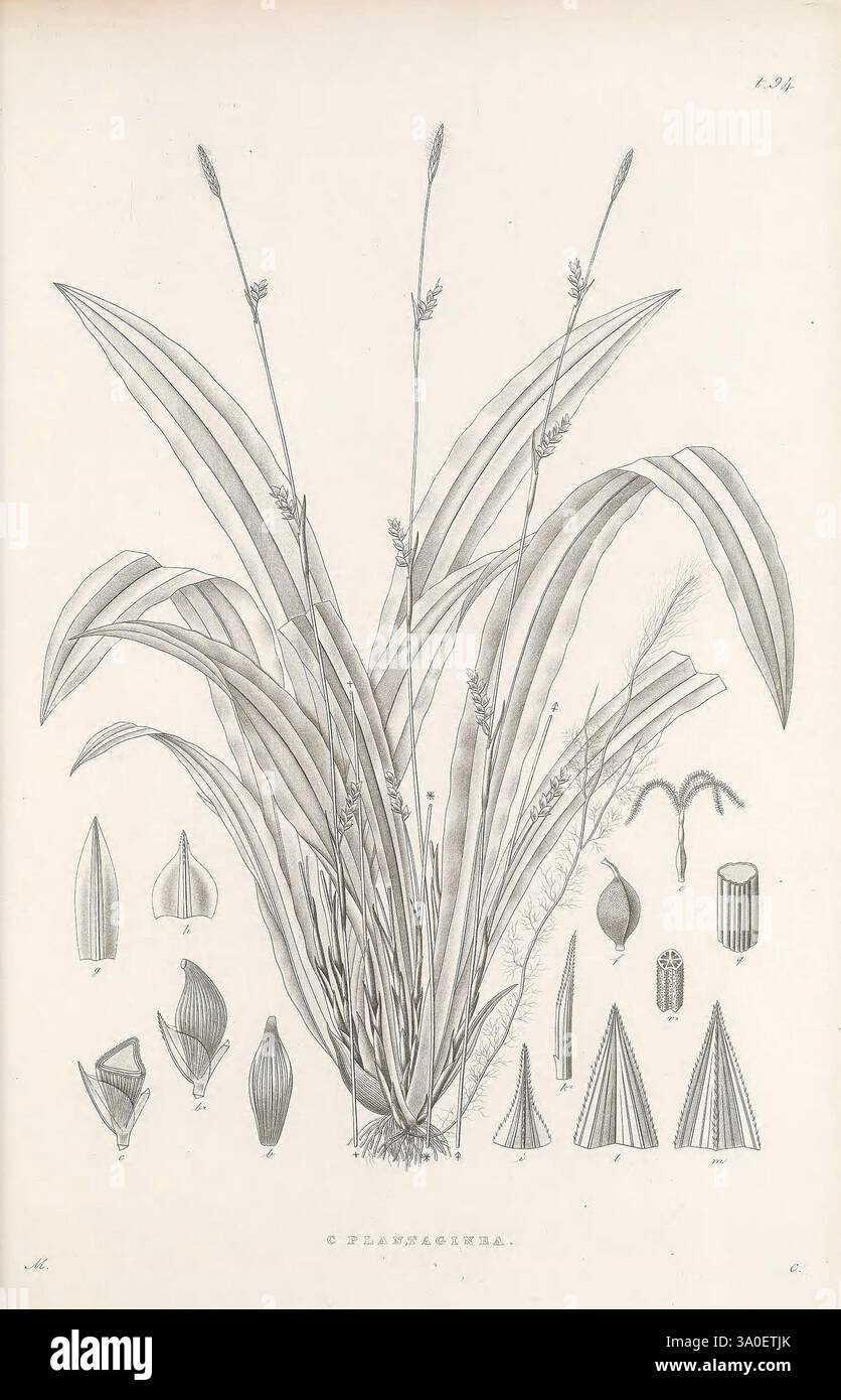 Clarity in botanical identification hi-res stock photography and images ...