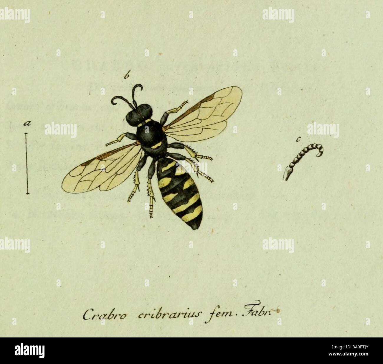 1796 1813 germany insects pictorial works hi-res stock photography and ...