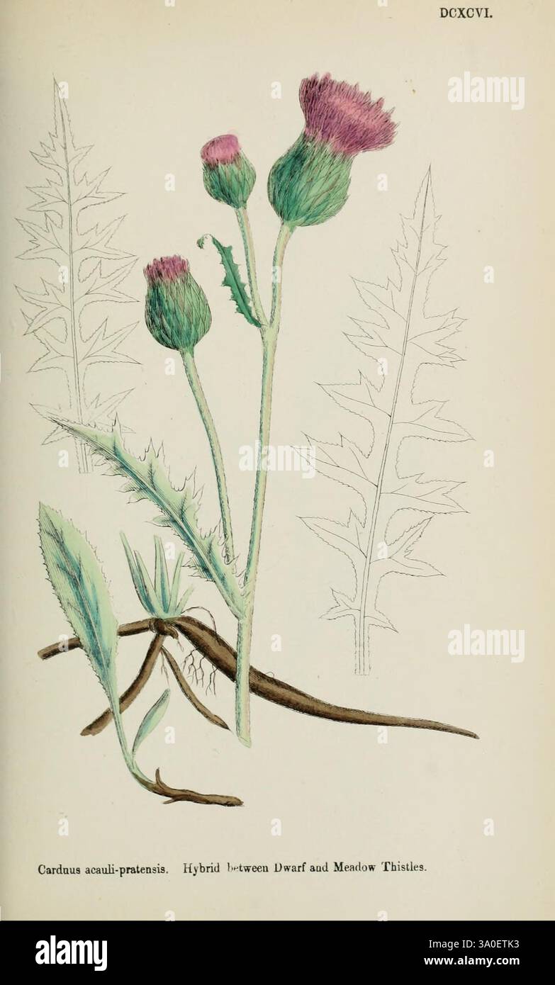 Cluster of purple thistle buds atop hi-res stock photography and images ...