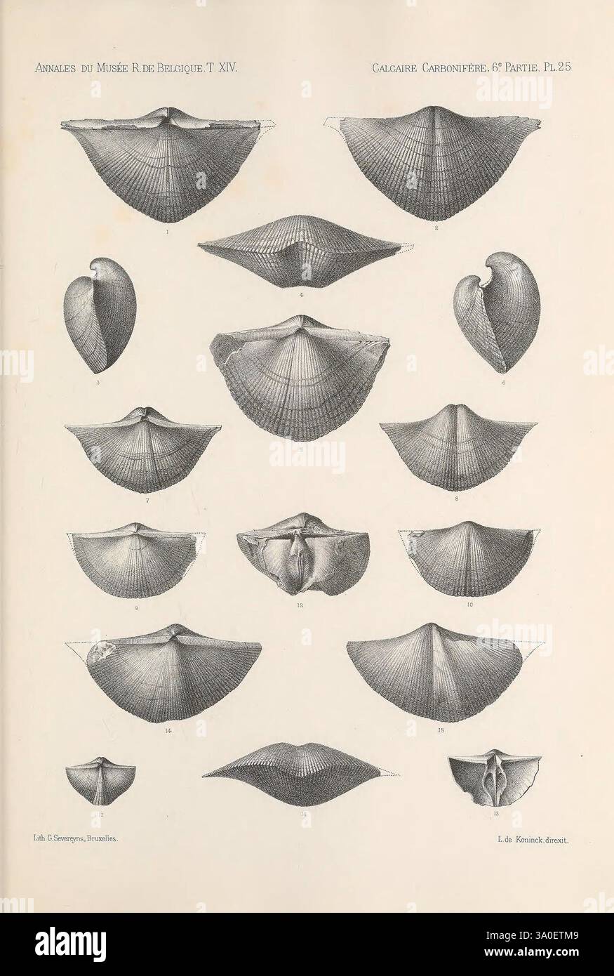 Scientific renderings of various bivalve shells hi-res stock ...