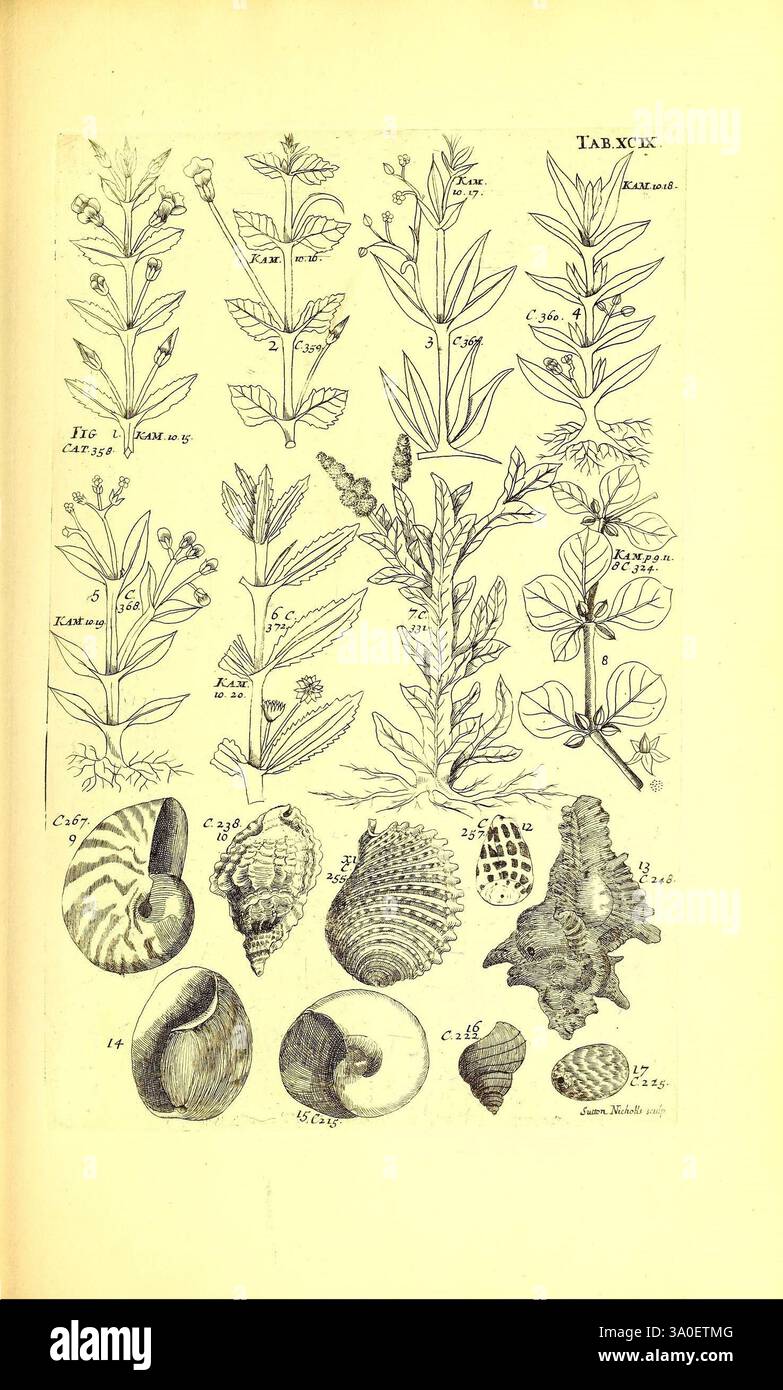 Denote specific botanical characteristics hi-res stock photography and ...