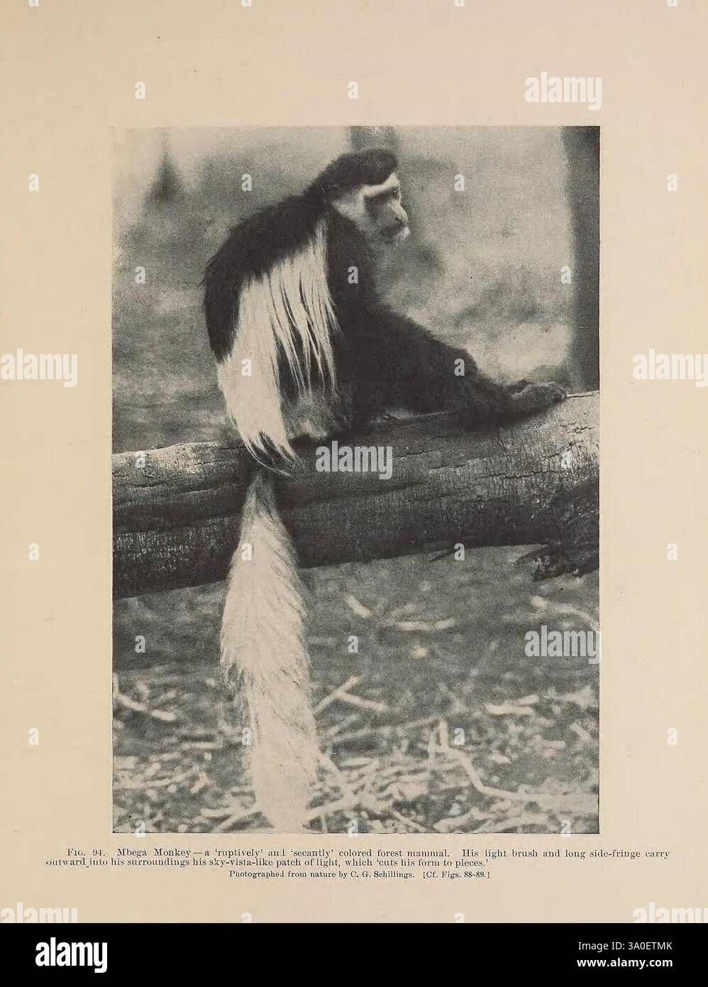 Monkeys slender body hi-res stock photography and images - Alamy