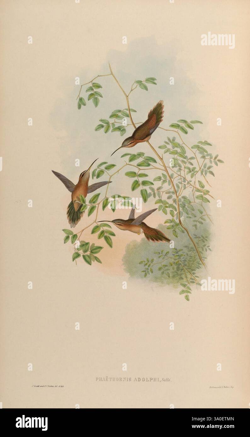 Three hummingbirds flutter amidst lush green leaves hi-res stock ...