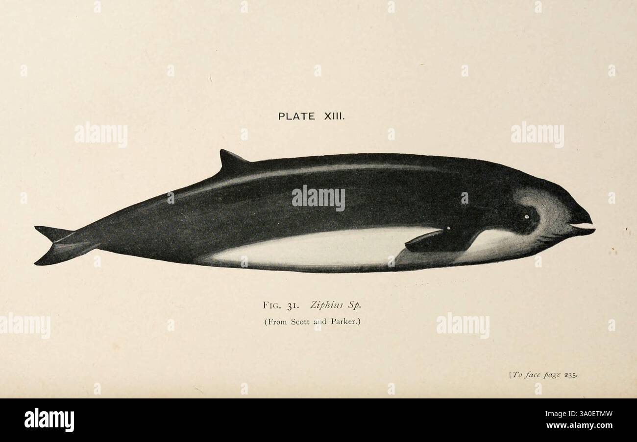 A book of whales London, J. Murray, 1900. whales Woods Hole Cuvier's ...