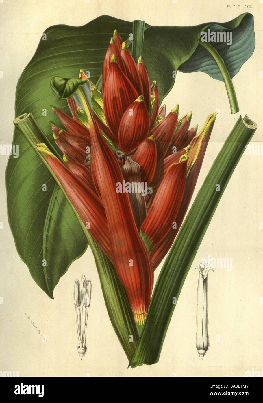 Delicate depictions of individual flowers hi-res stock photography and ...