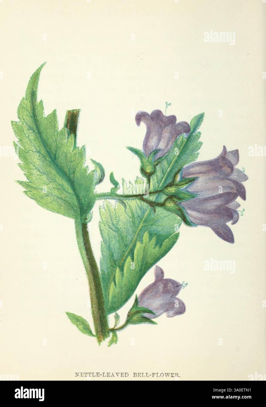 Wild flowers London Pott Young & Co. [1857] Great Britain Wildflowers ...