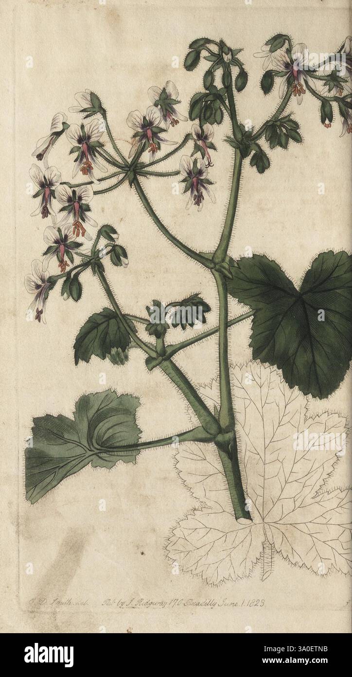 Geraniaceae, London, Printed for James Ridgway, Piccadilly, 1820-1830 ...