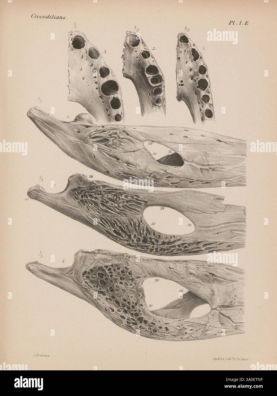 Series of detailed anatomical studies of cross sections of skull hi-res ...