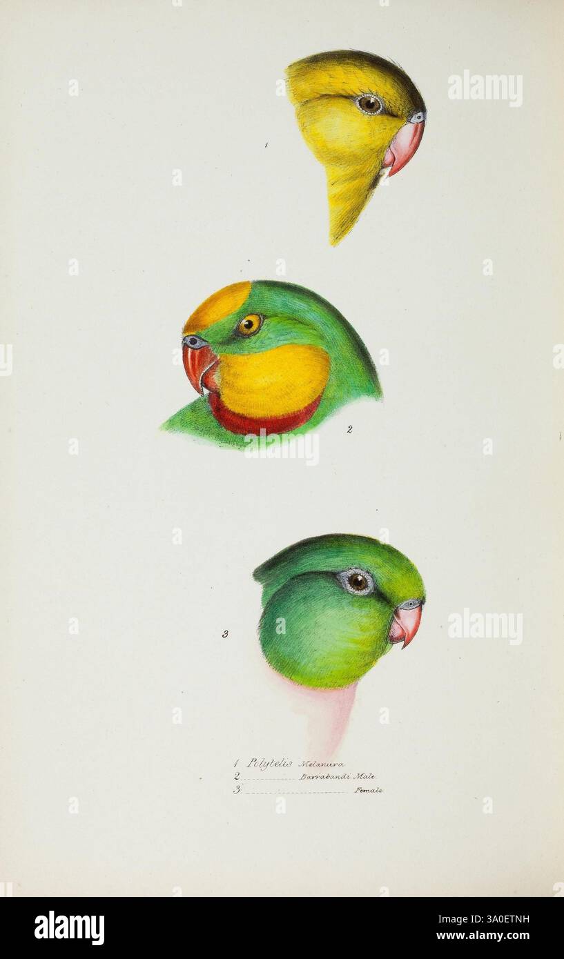 Middle parrot displays hi-res stock photography and images - Alamy