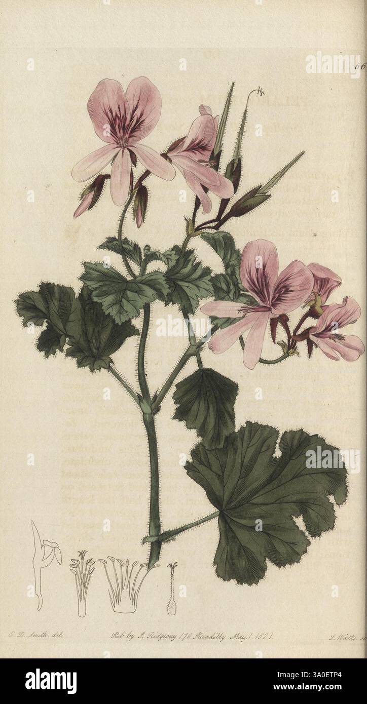 Geraniaceae, London, Printed for James Ridgway, Piccadilly, 1820-1830 ...
