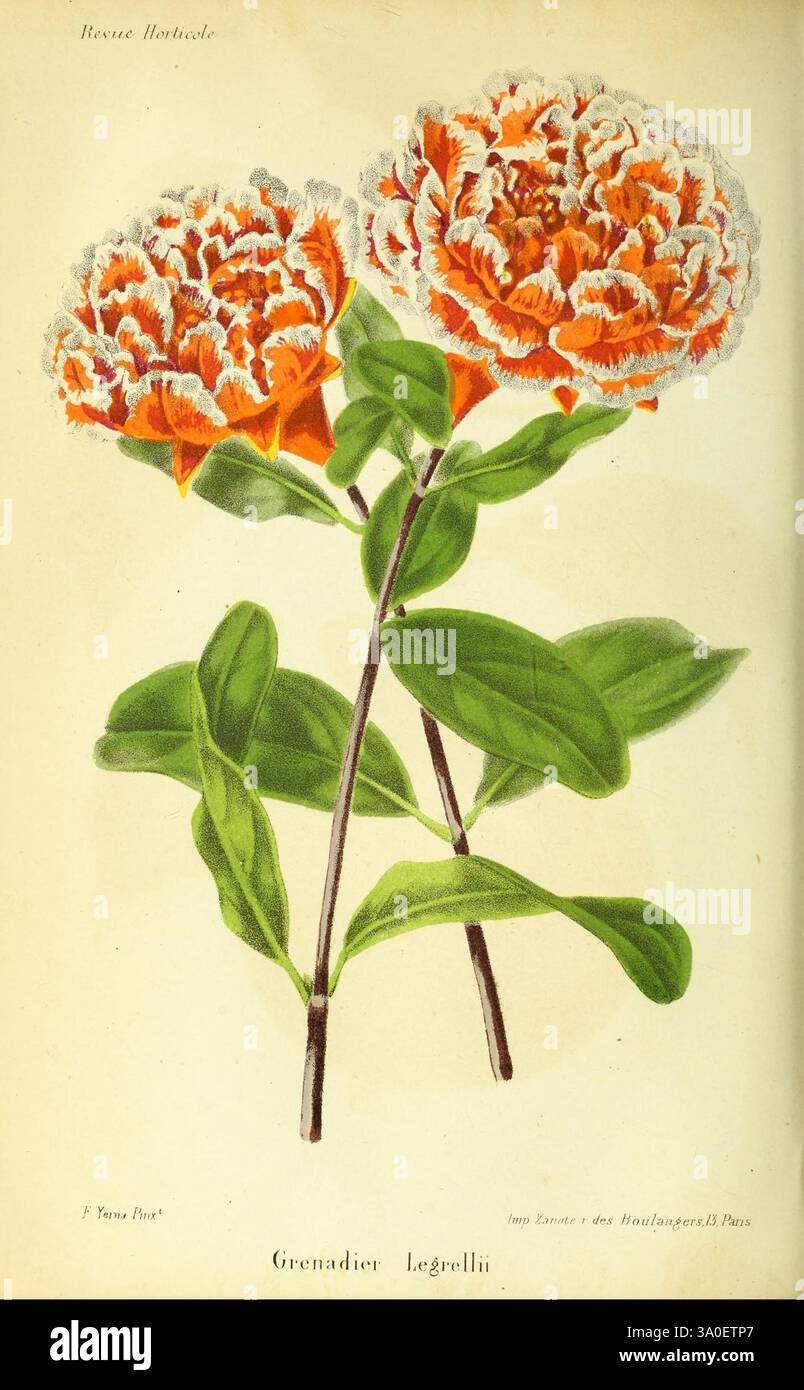 Grenadier legrelli hi-res stock photography and images - Alamy