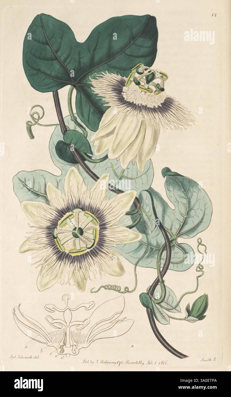 The Botanical Register, London, Printed for James Ridgway, 1815-1828 ...