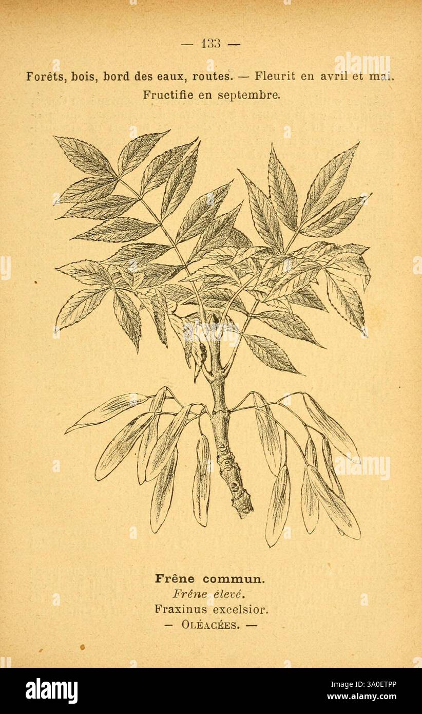 Atlas de poche des plantes des champs, des prairies et des bois Paris ...