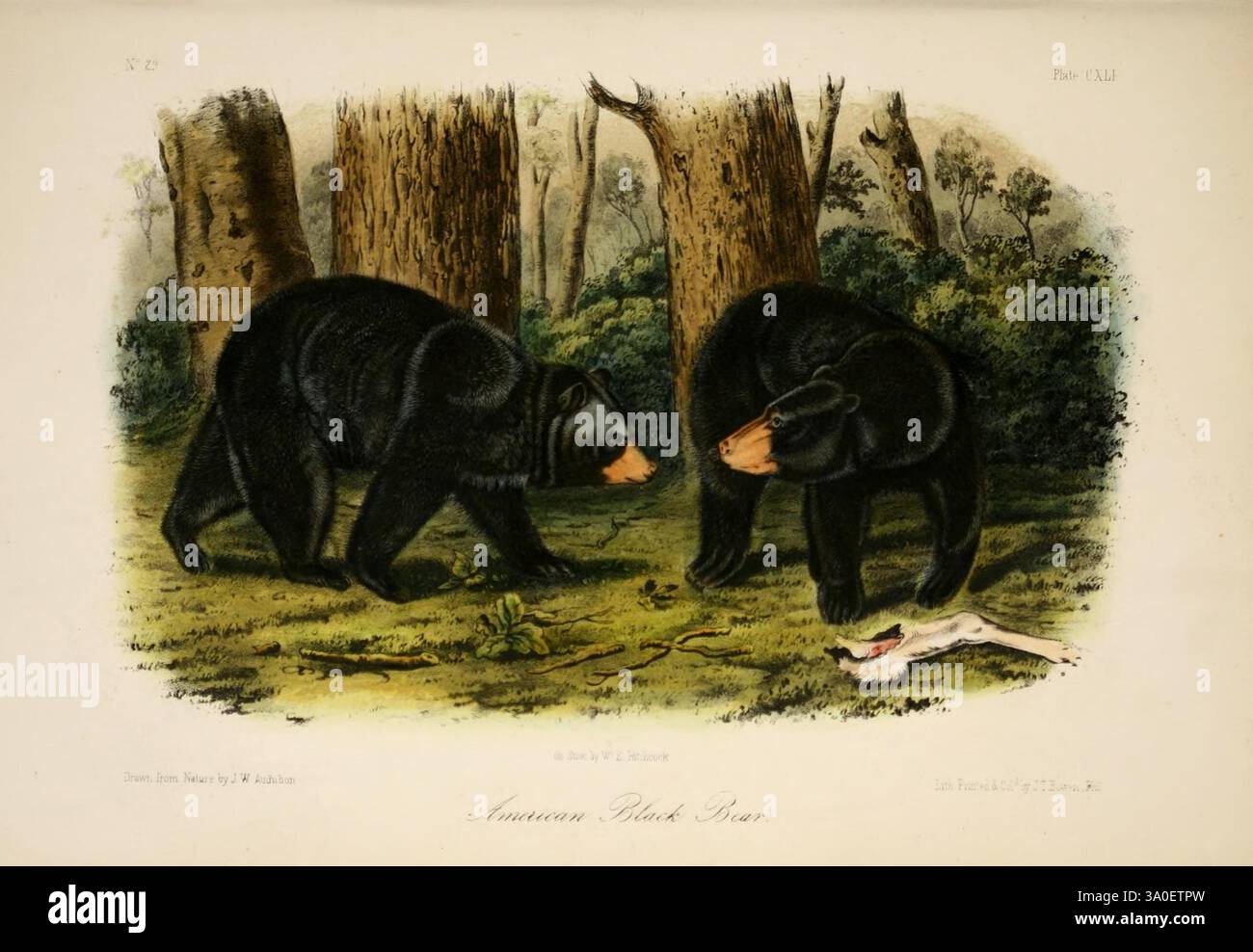 1851 54 bear hi-res stock photography and images - Alamy