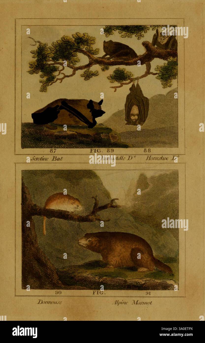 Buffon's Natural History, v.6, London: Printed for the Proprietor and ...