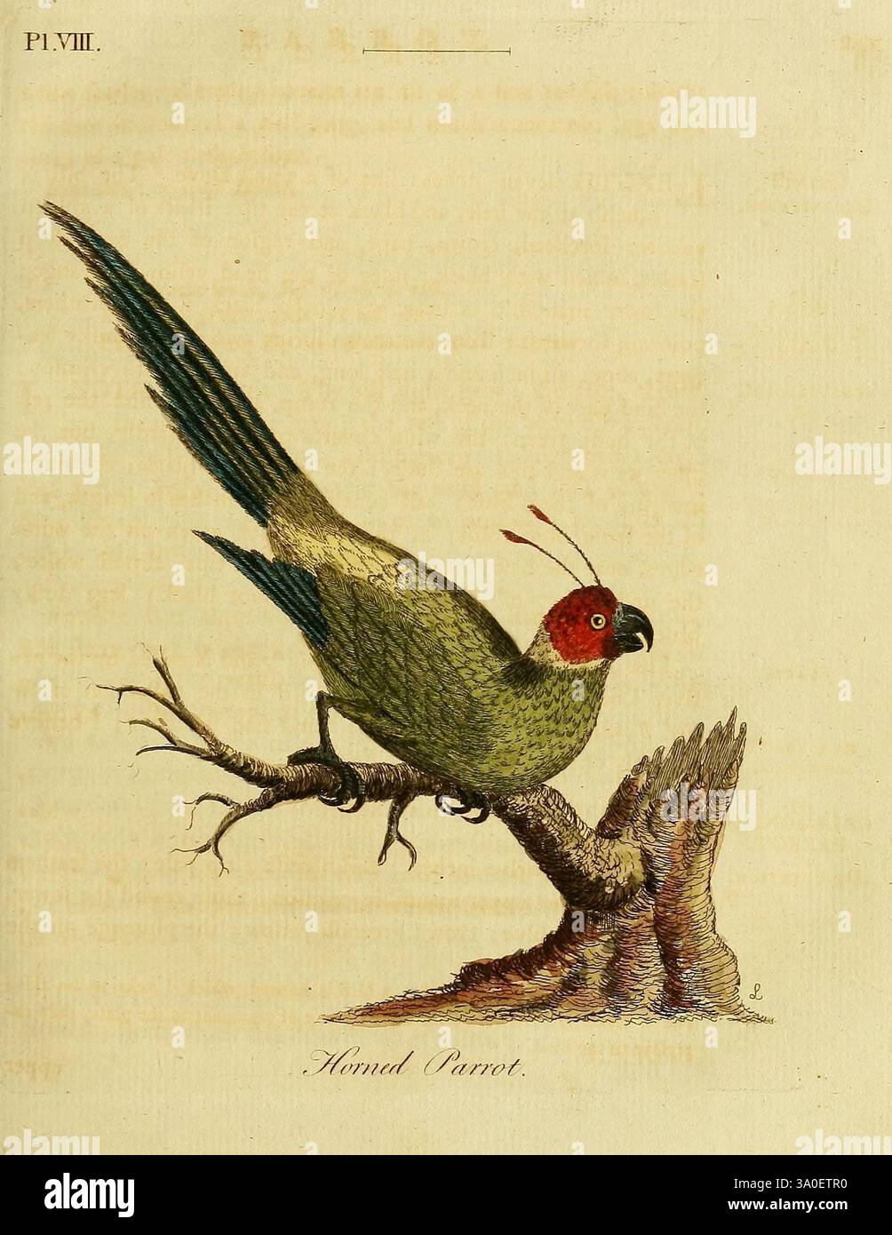 1781 1785 birds hi-res stock photography and images - Alamy