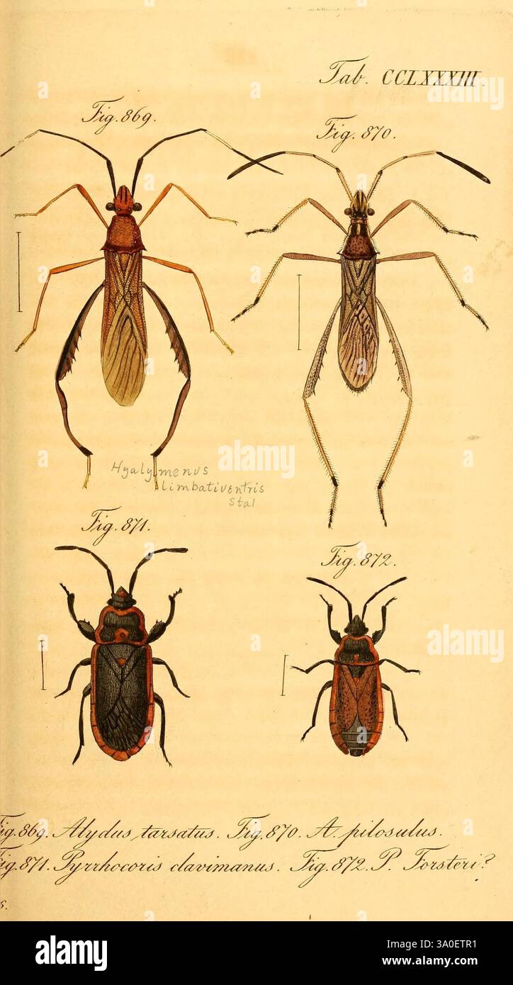 870 presents hi-res stock photography and images - Alamy