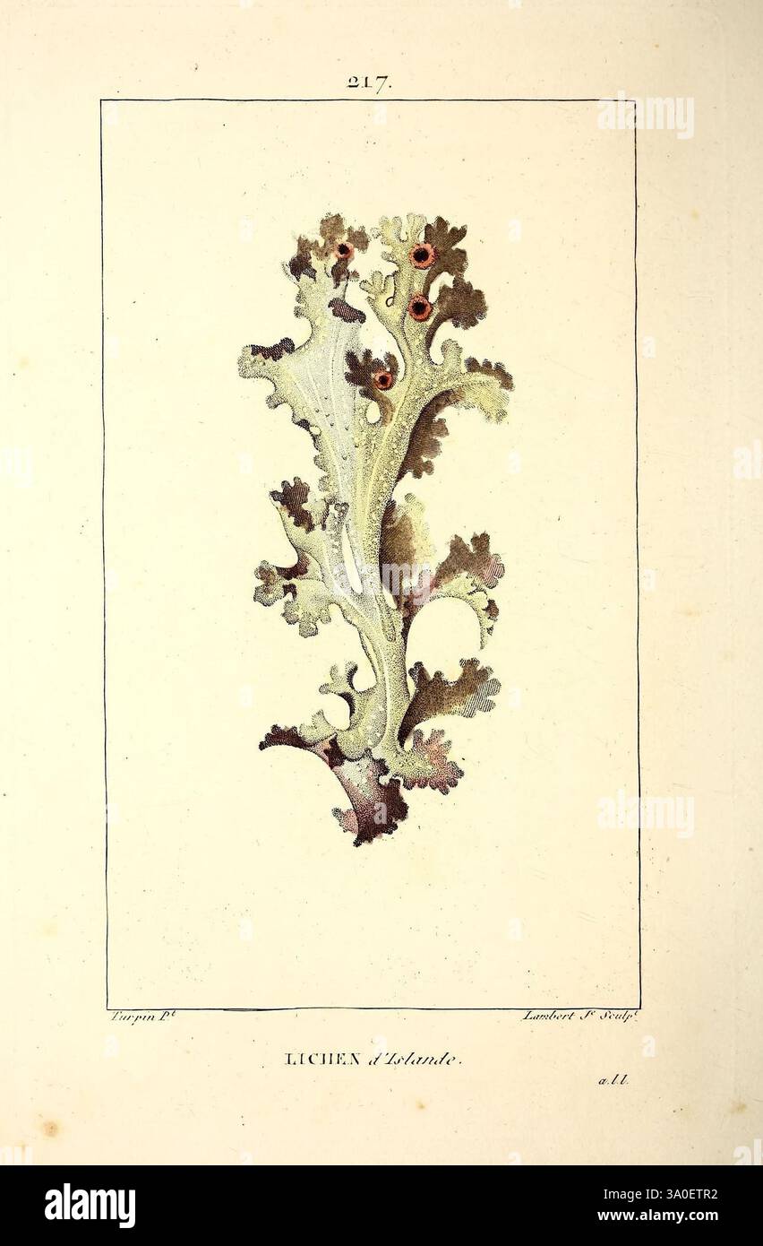 Lichen displays hi-res stock photography and images - Alamy